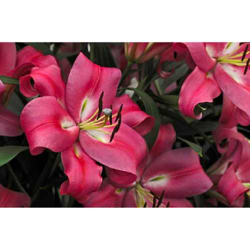 Lilium Robina Poster | Nature Style Prints | Dubaiprint.com